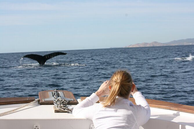 Whale Watching Group Tour in San Jose del Cabo - Pricing & Value