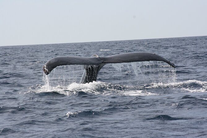 Whale Watching Group Tour in San Jose del Cabo - Who Should Do This Tour?