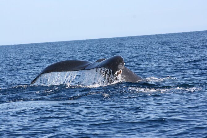 Whale Watching Group Tour in San Jose del Cabo - The Sum Up