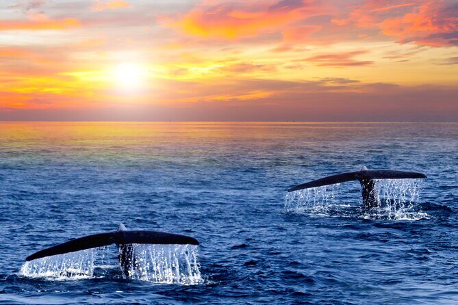 Whale Watching Group Tour in San Jose del Cabo - Frequently Asked Questions