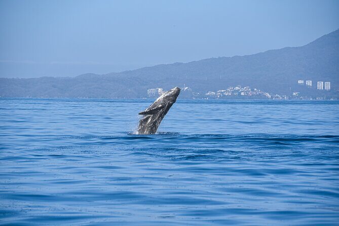 Whale Watching Guaranteed Experience in Puerto Vallarta - Introduction to the Whale-Watching Adventure