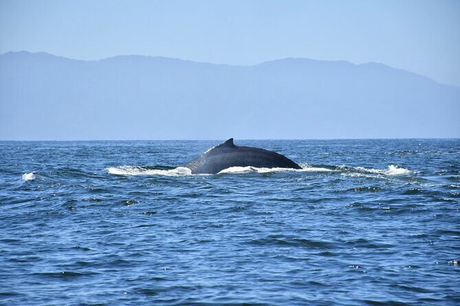 Whale Watching Guaranteed Experience in Puerto Vallarta - Final Thoughts: Is It Worth It?