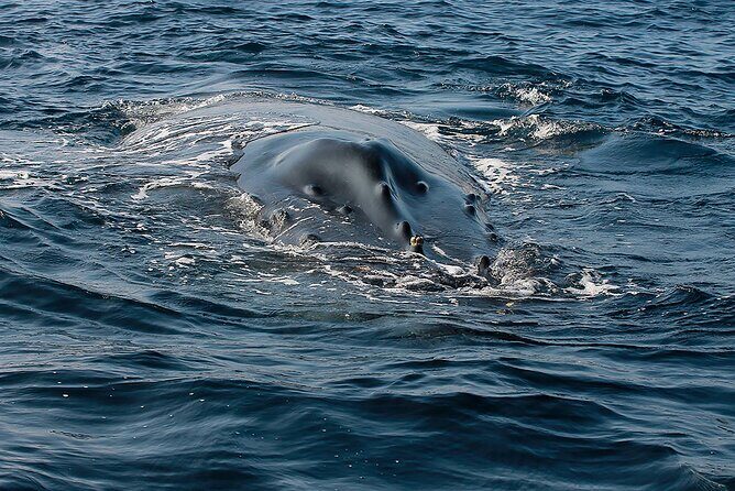 Whale Watching Guaranteed Experience in Puerto Vallarta - Frequently Asked Questions