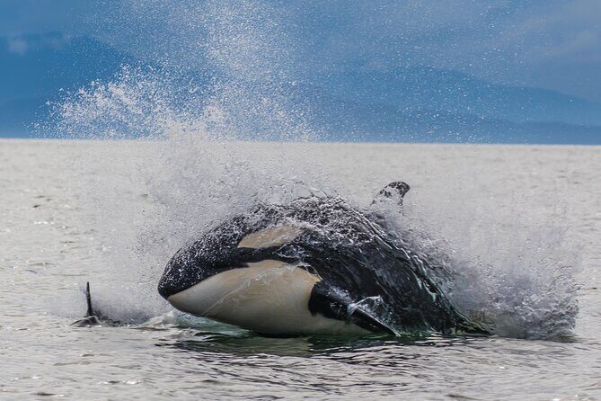 Whale-watching, Icy point, Hoonah , whales, Orca, killer-whales. - Introduction: A Closer Look at Hoonahs Whale-Watching Tour