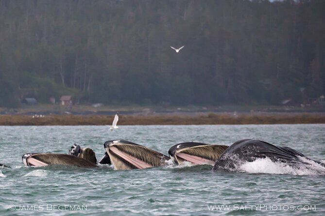 Whale-watching, Icy point, Hoonah , whales, Orca, killer-whales. - Key Points