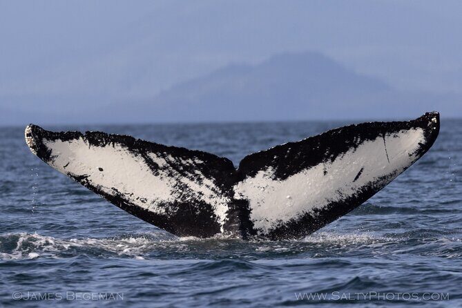 Whale-watching, Icy point, Hoonah , whales, Orca, killer-whales. - The Sum Up: Why This Tour Stands Out