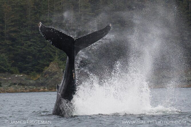 Whale-watching, Icy point, Hoonah , whales, Orca, killer-whales. - FAQ