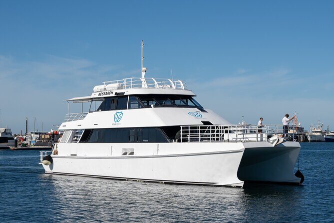 Whale Watching in Augusta Humpback and Southern Right Whales - Key Points