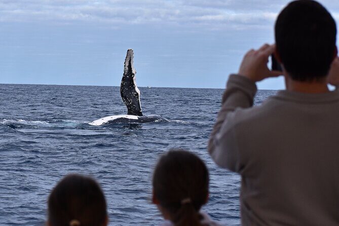 Whale Watching in Augusta Humpback and Southern Right Whales - An In-Depth Look at the Whale Watching Experience