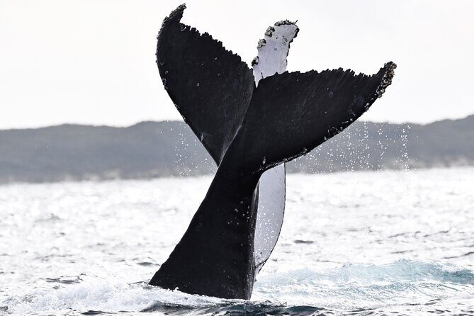 Whale Watching in Augusta Humpback and Southern Right Whales - FAQs