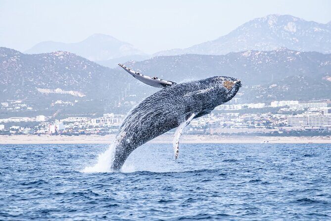 Whale Watching in Cabo San Lucas - Key Points