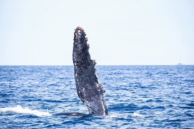 Whale Watching in Cabo San Lucas - Overview of the Tour Experience