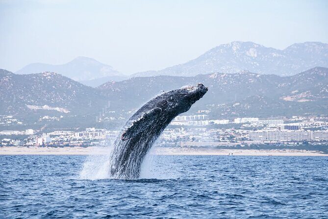 Whale Watching in Cabo San Lucas - Why We Love This Tour