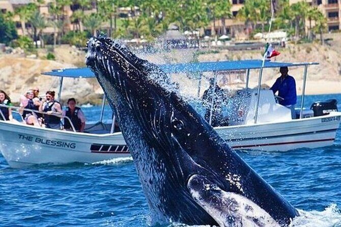 Whale Watching in Cabo San Lucas - Who Will Love This Tour?