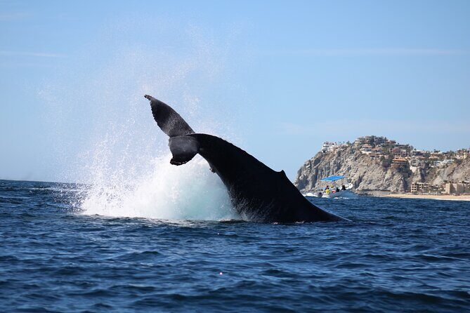 Whale Watching in Cabo San Lucas - An In-Depth Look at the Whale Watching Experience