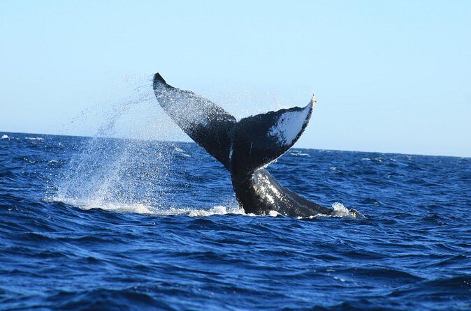 Whale Watching in Cabo San Lucas - FAQs