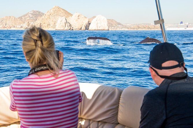 Whale Watching in Cabo San Lucas on board our Luxury Trimaran! - An In-Depth Look at the Experience