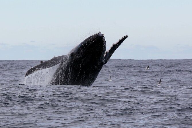 Whale Watching in Coffs Harbour - Introduction: An Exciting, Accessible Encounter with Humpback Whales