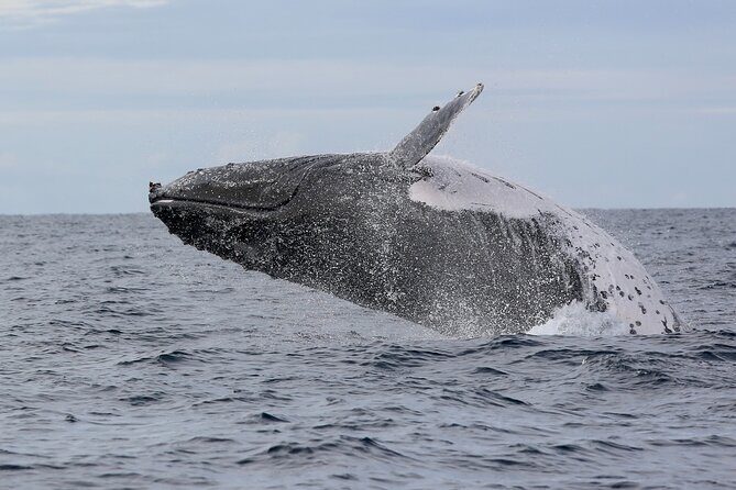 Whale Watching in Coffs Harbour - Who Should Consider This Tour?