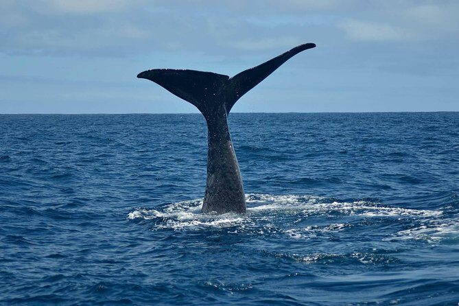 Whale Watching in Kaikoura by Boat - The Basic Itinerary and What Makes It Special