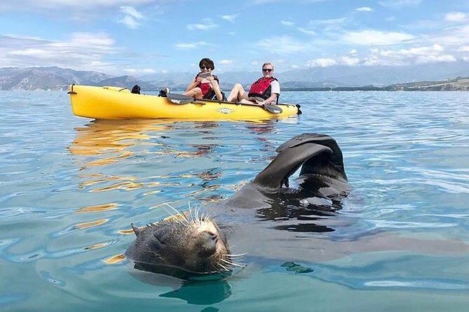 Whale Watching in Kaikoura by Boat - Weather, Safety, and Practicalities