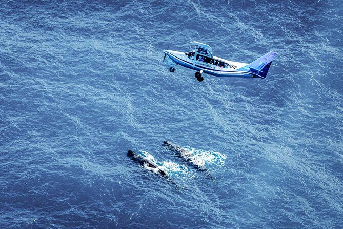 Whale Watching in Kaikoura - Ultimate Experience - Introduction: An Aerial Adventure with Big Rewards