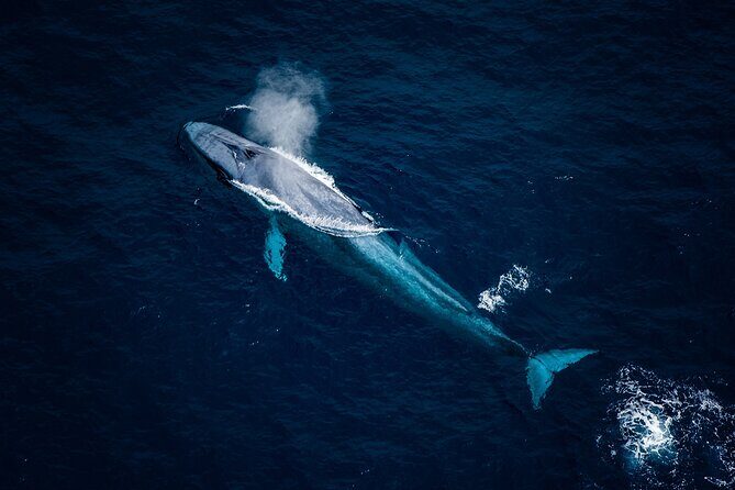 Whale Watching in Kaikoura - Ultimate Experience - The Value of the Experience