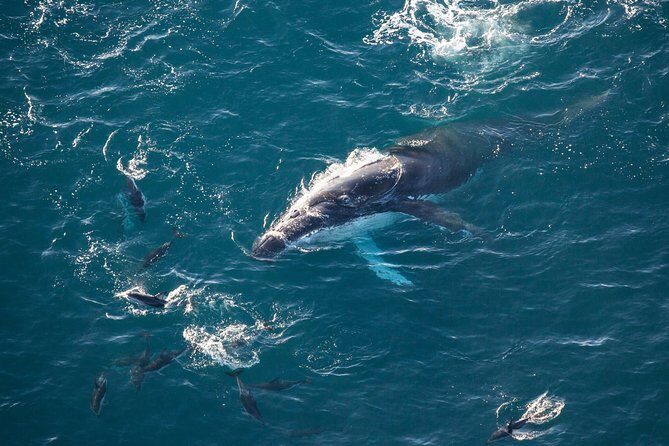 Whale Watching in Kaikoura - Ultimate Experience - Booking and Practical Information
