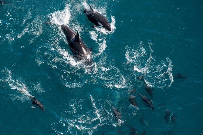 Whale Watching in Kaikoura - Ultimate Experience - FAQ: Common Questions
