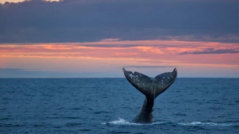 Whale Watching in La Paz  Gray Whale Encounter - Key Points