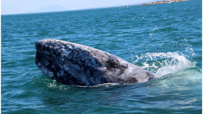 Whale Watching in La Paz  Gray Whale Encounter - The Boat Ride: Heart of the Adventure