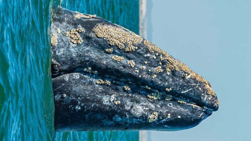 Whale Watching in La Paz  Gray Whale Encounter - A Taste of Baja: Lunch and Local Flavor