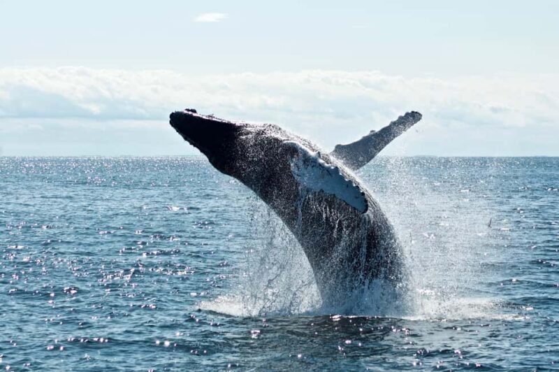 Whale Watching in La Paz  Gray Whale Encounter - Return Journey and Reflection