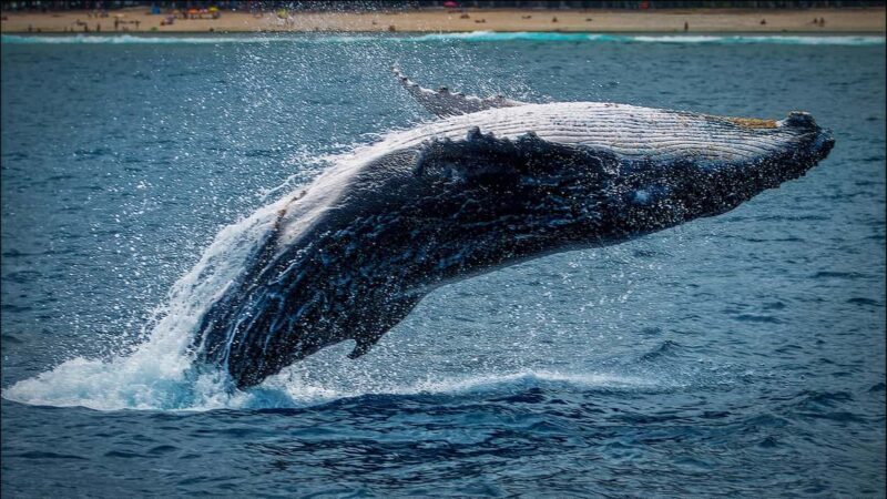 Whale Watching in La Paz  Gray Whale Encounter - Final Thoughts