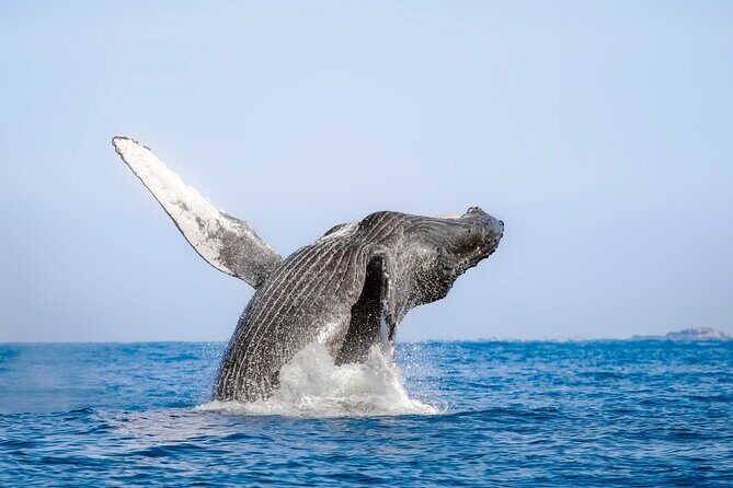 Whale Watching in Los Cabos An Unforgettable Experience - Key Points