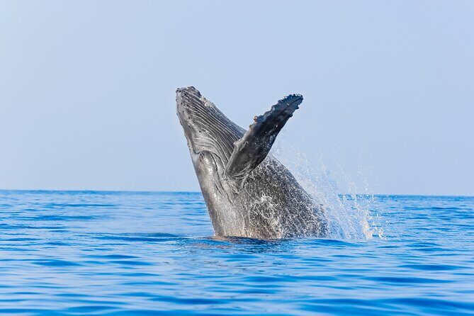 Whale Watching in Los Cabos An Unforgettable Experience - The Sum Up