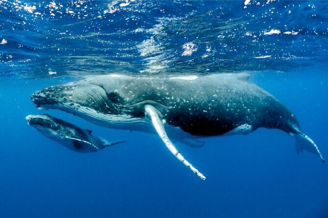 Whale watching in Moorea - An In-Depth Look at the Moorea Whale Watching Tour