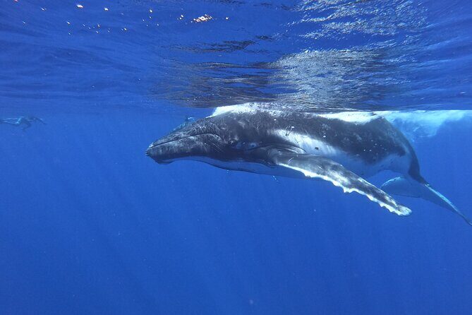 Whale watching in Moorea - Who Should Consider This Tour?