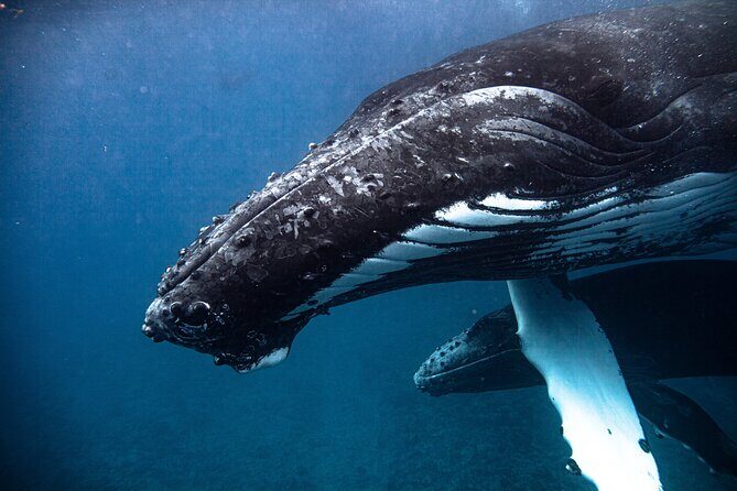 Whale watching in Moorea - Final Thoughts: Is It Worth It?