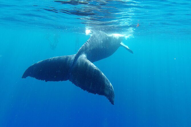 Whale watching in Moorea - Frequently Asked Questions