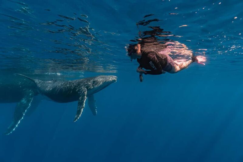 Whale watching in Moorea  Half-day private tour - Discover Moorea’s Marine Majesty: A Detailed Review of the Half-Day Private Whale-Watching Tour