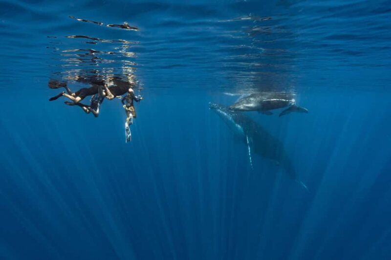 Whale watching in Moorea  Half-day private tour - Key Points