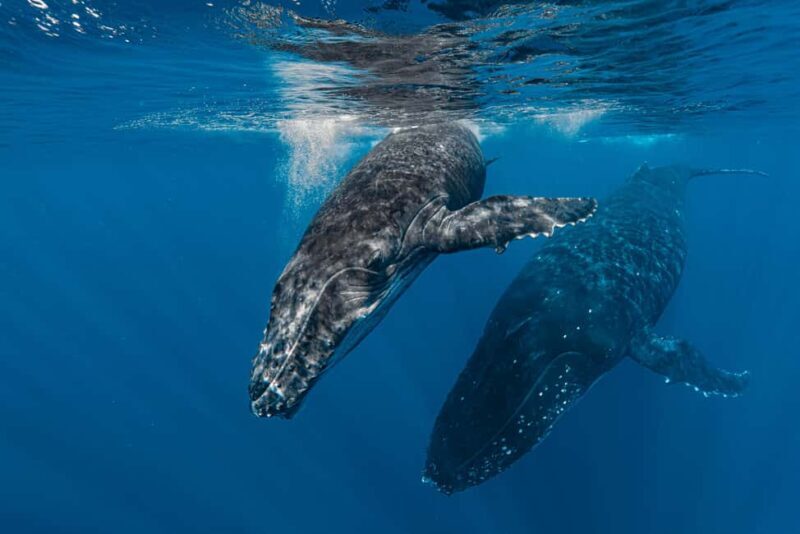 Whale watching in Moorea  Half-day private tour - Authentic Perspectives from Travelers