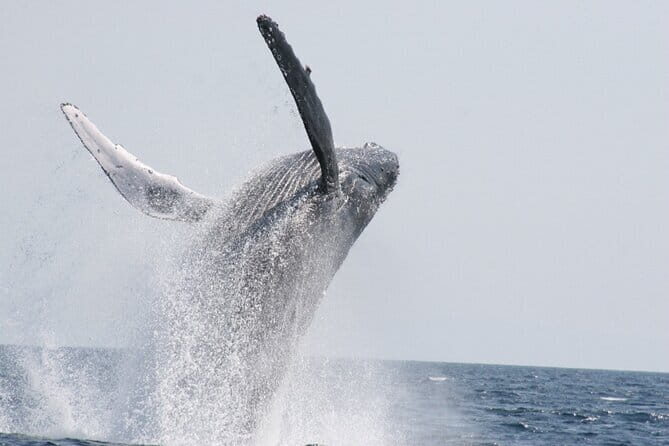Whale Watching in Okinawa - Key Points