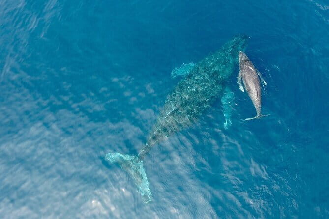 Whale Watching in Okinawa - Why Choose This Whale Watching Tour in Okinawa?