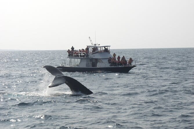 Whale Watching in Okinawa - Real Traveler Perspectives