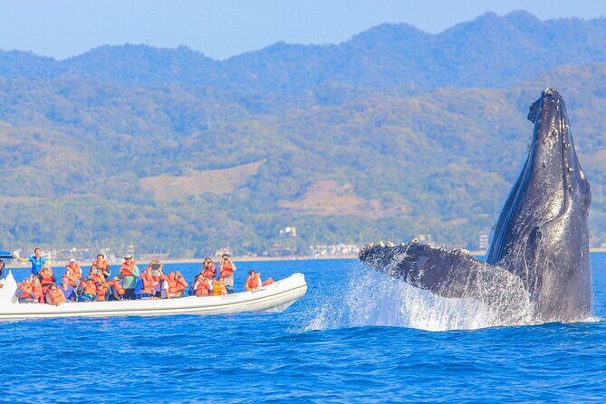 Whale Watching in Puerto Vallarta! - Introduction: Is whale watching in Puerto Vallarta worth your time?