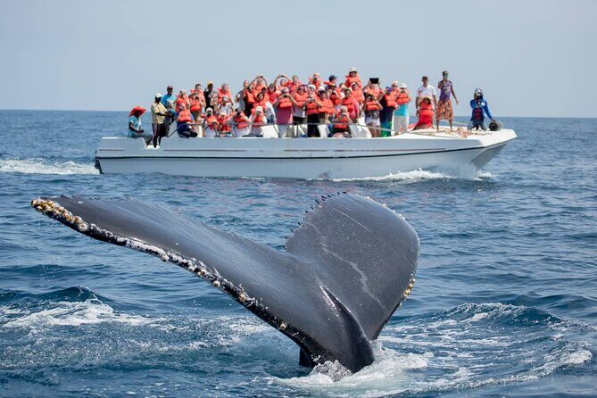 Whale Watching in Puerto Vallarta! - Key Points