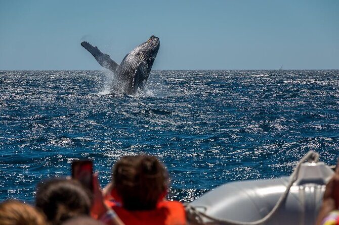 Whale Watching in Puerto Vallarta! - Price and Value: Is It Worth It?