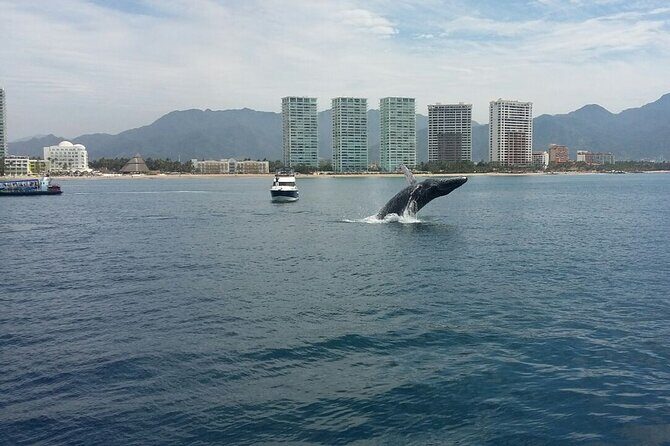 Whale Watching in Puerto Vallarta! - Practical Tips for Your Whale Watching Experience